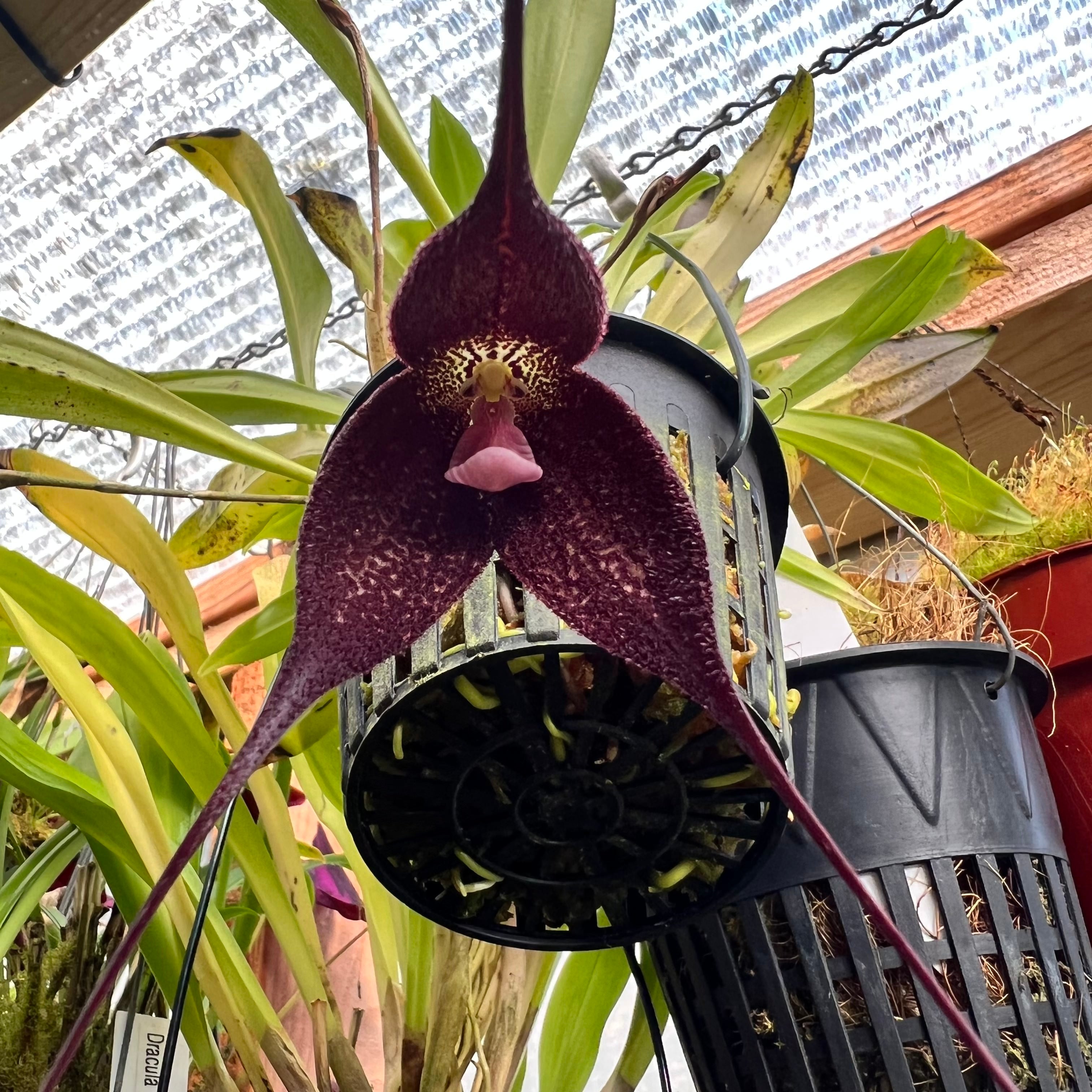 Epiphytic – Cloud Forest Flora
